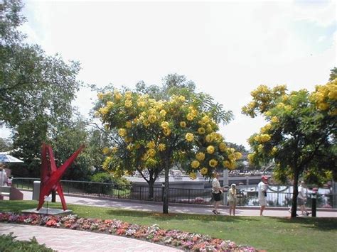 Plantfiles Pictures Cassia Species Gold Medallion Tree Cassia Leptophylla By Ulrich