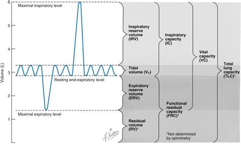Pulmonary Disease In Pregnancy Clinical Tree