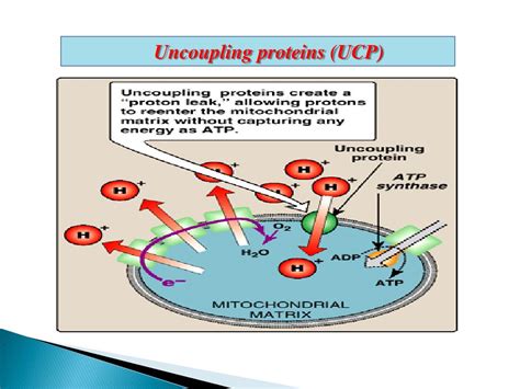 Ppt The Oxidative Phosphorylation Powerpoint Presentation Free