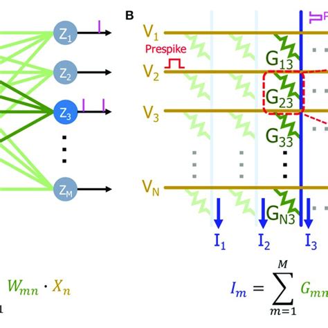 A Schematic Of Snn With N Input Neurons And M Output Neurons The