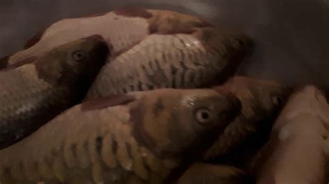 Ловил рыбу Youtube