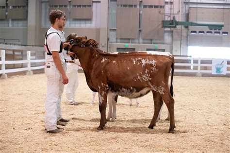 Stride And Step Science Of Dairy Showmanship 4 H Dairy Cattle