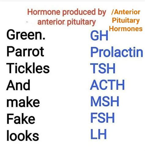 Anterior Pituitary Hormones Artofit