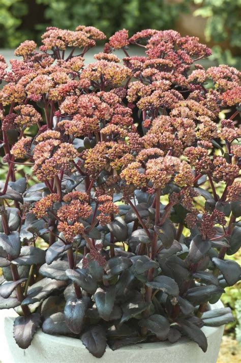 Sedum Orange Xenox Verschoor Horticulture