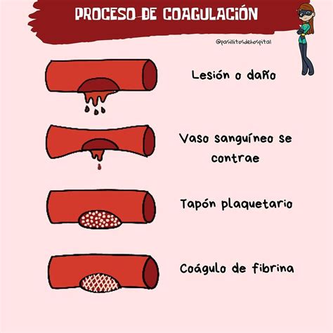 Pasillitos De Hospital En Instagram “proceso De CoagulaciÓn