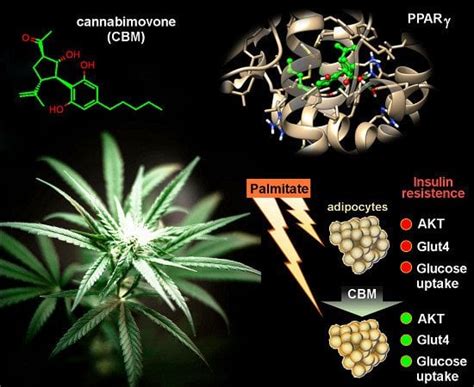Molecules Identification And Characterization Of Cannabimovone A