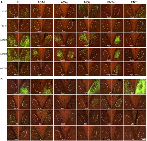 Anterograde Aav Tracing Reveals Inputs To The Cla From Cortex And
