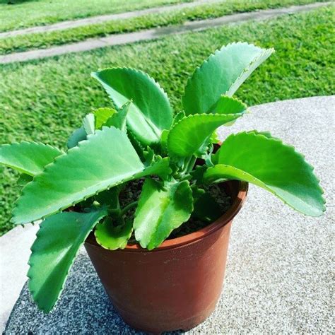 La Mala Madre Una Planta Medicinal Con Múltiples Beneficios
