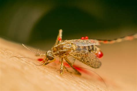 인간의 피부에 가까이 사망을 피를 빠는 박살된 호감 모기 의 매크로입니다 모기는 말라리아의 캐리어 뇌염 뎅기열과 Zika 바이러스 죽은 각다귀에 대한 스톡 사진 및 기타