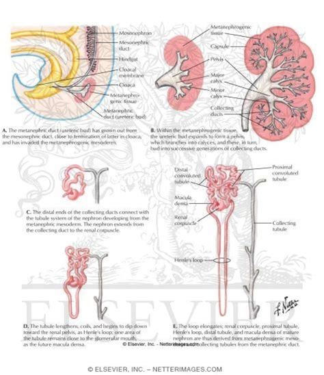 Development Of The Metanephros