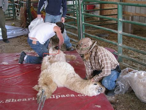Shearing Alpacas Biosecure Alpaca Shearing Alpaca Shearer