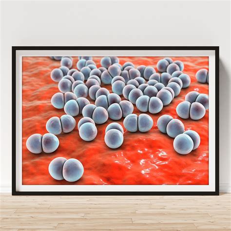 Streptococcus Pneumoniae Poster By Science Photo Library Science Photo Gallery