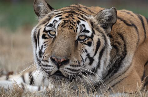 Have You Ever Noticed That Big Cats Have Round Pupils While Smaller