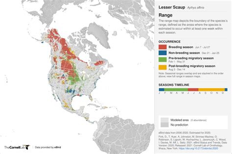 Greater Or Lesser Scaup Id Whats The Difference Through The Mirror