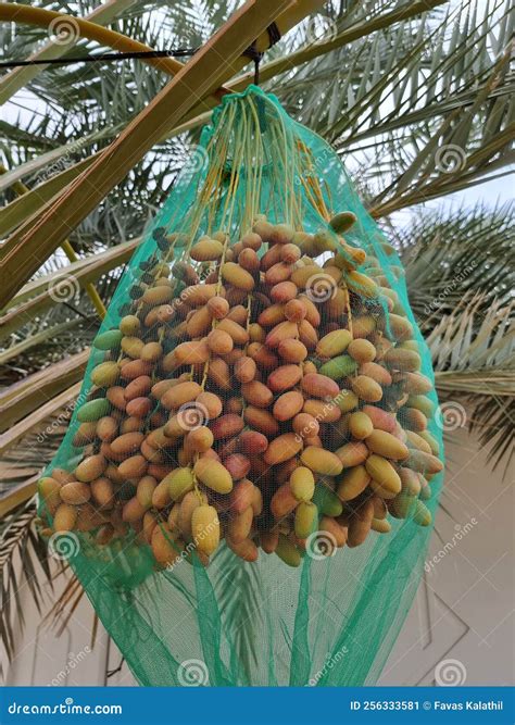 Clusters Of Dates On A Palm Tree In Abu Dhabi Uae Stock Image