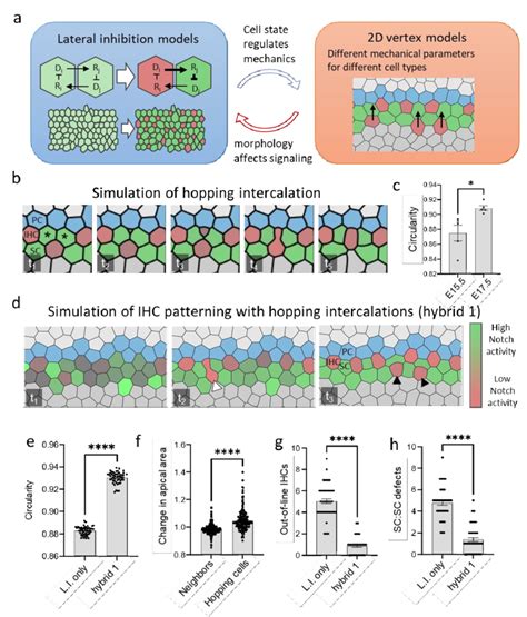 A Hybrid Modeling Approach Incorporating Hopping Intercalations Download Scientific Diagram