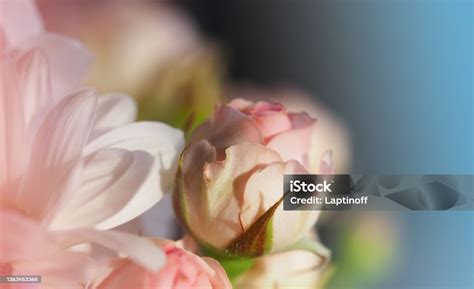 흰색 배경에 흰색 장미와 국화 신부의 꽃다발 배경 부드러운 파스텔 색상 엽서 초대장 및 인사에 대한 배경 0명에 대한 스톡 사진 및 기타 이미지 Istock