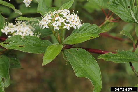 Cornus Sericea Flower