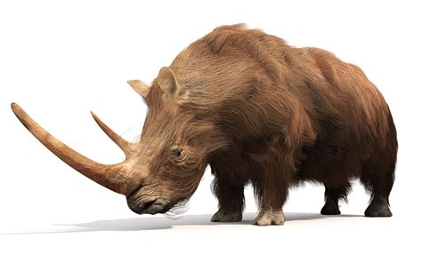 Woolly Rhino Vs Rhino At Harriet Woodruff Blog