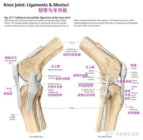 膝关节功能解剖分析 知乎
