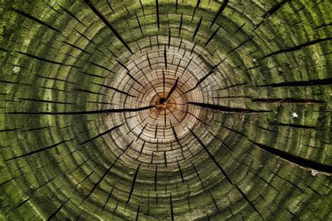 Tree Circle Stock Photos Images And Backgrounds For Free Download