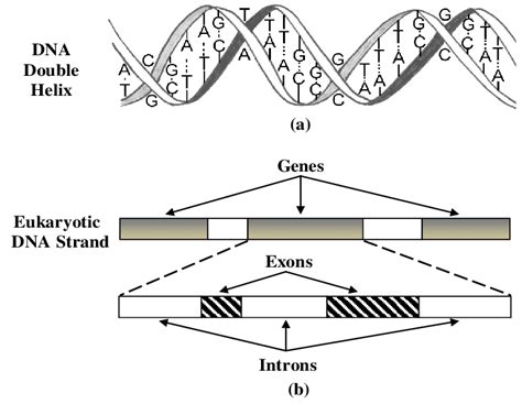 Schematic Diagram Of Helical Structure Dna Circuit Diagram