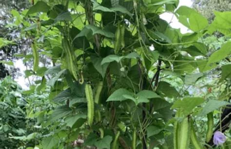 Winged Bean Day Neutral 20 Seeds Etsy