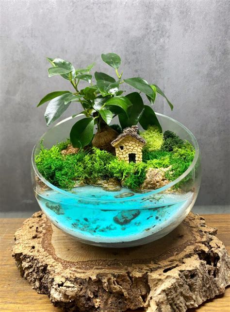 ᐉ Бонсай в Києві купити в Епіцентр К • Ціна в Україні