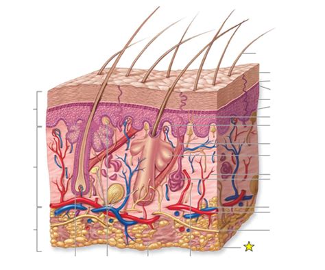 Hap Unit 4 Integumentary System Flashcards Quizlet