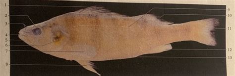 Perch Dissection Flashcards Quizlet