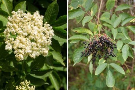 Native Irish Trees Folklore History Species Guide Native Irish Trees Folklore History Species Guide