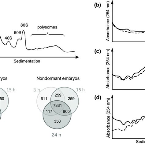 Sucrose Density Gradient Analysis And Polysome Associated Transcripts Download Scientific