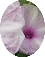 Crop Oval Shape In Image Online Free Tool