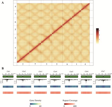 A Chromosome Level Genome Assembly Of Pseudoroegneria Libanotica Reveals A Key Kcs Gene Involves