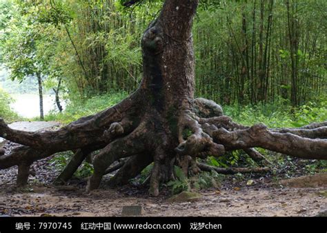 橄榄老树树根图片下载 红动中国