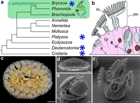 Phylum Ectoprocta Examples