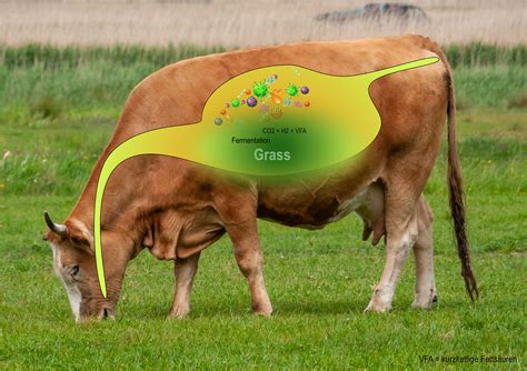 Reducing Cows Methane Using Seaweed To Reduce Methane In Cow… By Dr