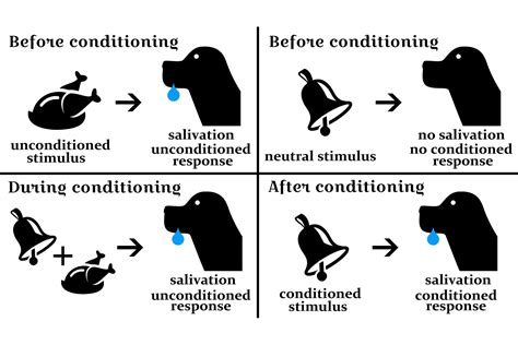 Classical Conditioning Exploring Pavlov S Famous Experiment