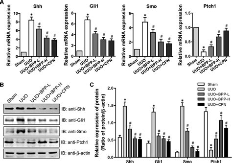 Effects Of Bpp On The Shh Signalling Pathway In The Renal Tissues Of Download Scientific