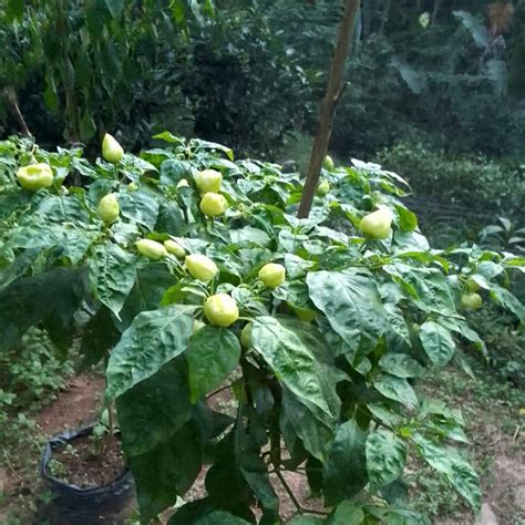 නයි මිරිස් පණුවෝ 😮😮😮 නයි මිරිස්