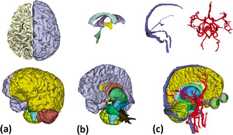 segmentation and 3d representation of segmented tissues a i