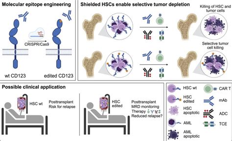 John Gordon On Linkedin Immunotherapy Aml Cd123 Jexpmed