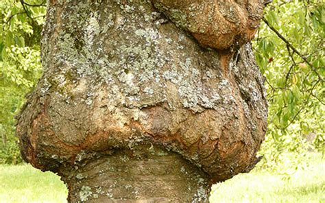 Tree Bark Disease Archives Tree