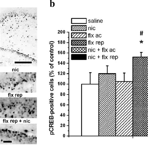 Pcreb Expression In The Dg A Photomicrograph Of Pcreb Labeling In Download Scientific