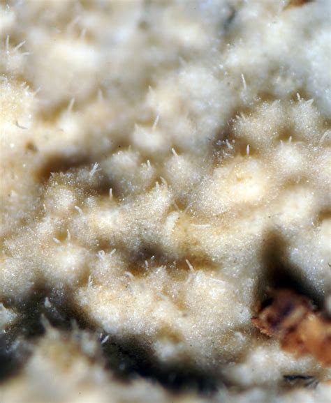 Hyphoderma Setigerum Fr Donk • Cemas