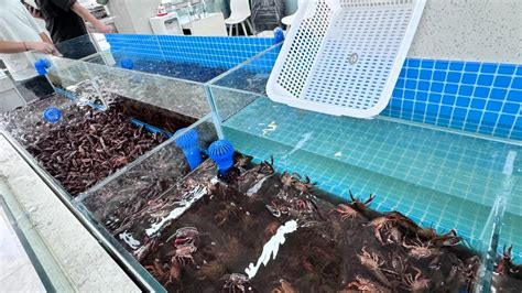 如何在家里养小龙虾：品种选择与养殖技术详解 一亩田