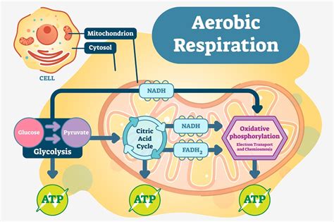 Inputs And Outputs Of Citric Acid Cycle