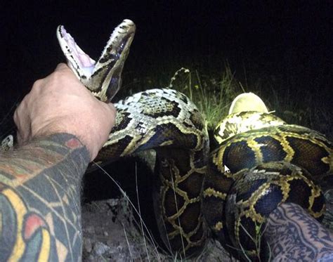 Calling All Hunters Everglades National Park Wants You To Kill Its