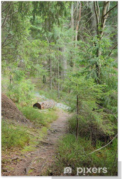 Poster Sombre Scène De La Forêt De Pins Pixersfr