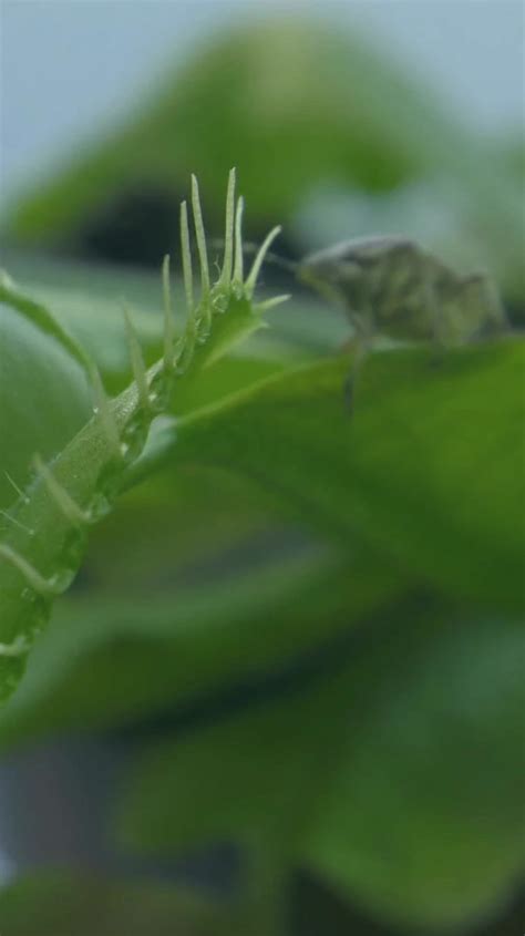 🌱 Apadrina Un árbol Con El Nombre De La Persona A La Que Quieres
